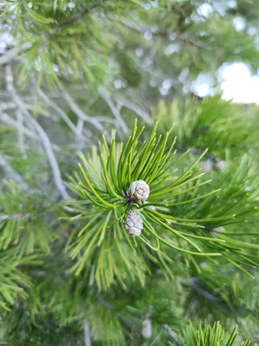 Best 10 Hiking Trails in Kickapoo Cavern State Park | AllTrails