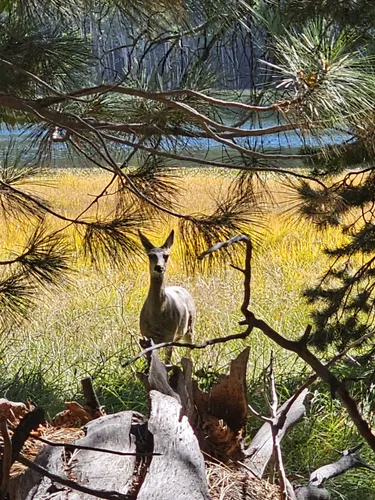 Best Hikes and Trails in Mono Basin National Forest Scenic Area | AllTrails