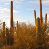 Cactus Forest Loop Drive, Arizona - 462 Reviews, Map | AllTrails
