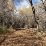 Picketpost Loop via Arizona Trail and L.O.S.T Trail, Arizona - 1,364 Reviews, Map | AllTrails