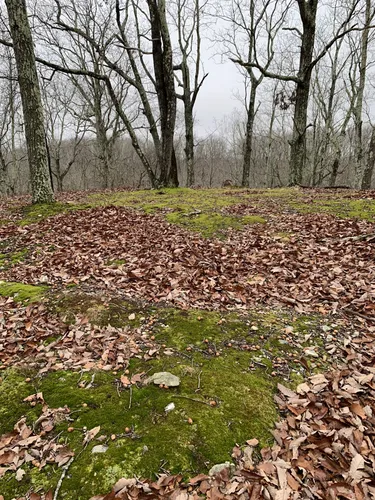 Best Wild Flowers Trails in Eva | AllTrails