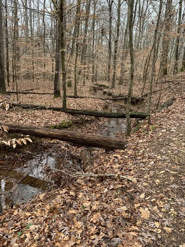 Best Wild Flowers Trails in Eva | AllTrails