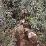 Picketpost Loop via Arizona Trail and L.O.S.T Trail, Arizona - 1,364 Reviews, Map | AllTrails