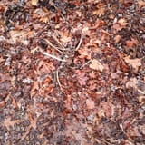 Collierville Greenbelt, Tennessee - 87 Reviews, Map | AllTrails