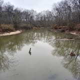 Collierville Greenbelt, Tennessee - 87 Reviews, Map | AllTrails