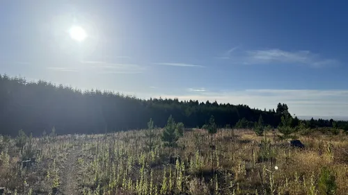 Best Hikes and Trails in Naseby Forest | AllTrails