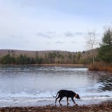 Benedict Pond Loop Trail, Massachusetts - 695 Reviews, Map | AllTrails