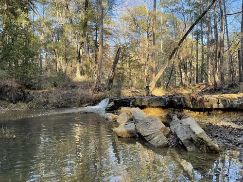 Best 10 Hiking Trails in Angelina National Forest | AllTrails