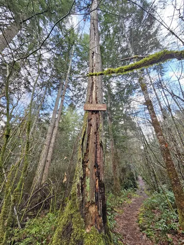 Best River Trails in Dosewallips State Park | AllTrails
