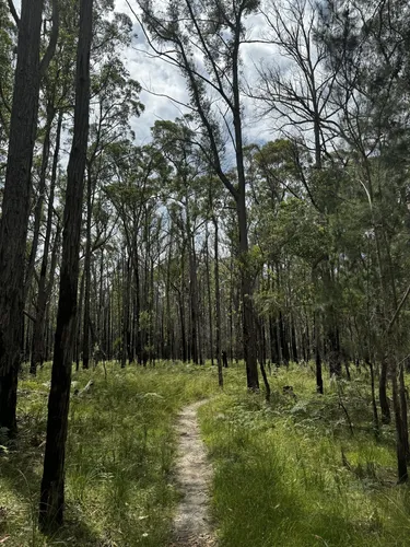 Best Forest Trails in Kalimna West | AllTrails