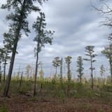 Batsto Lake Trail, New Jersey - 1,520 Reviews, Map | AllTrails