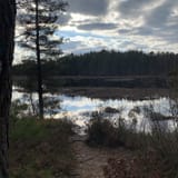 Batsto Lake Trail, New Jersey - 1,520 Reviews, Map | AllTrails