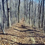 Bartram Trail: Wallace Branch to William's Pulpit, North Carolina ...