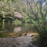 Lane Cove Riverside Walk, New South Wales, Australia - 1,381 Reviews ...