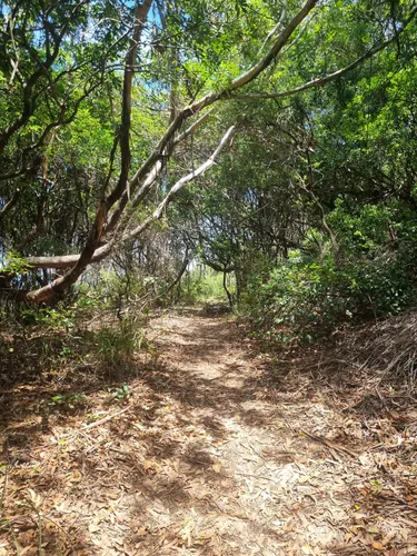 Best Forest Trails in Seal Rocks | AllTrails