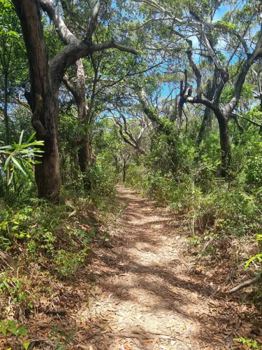 Best Forest Trails in Seal Rocks | AllTrails