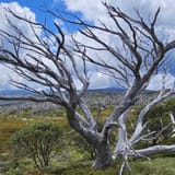 Porcupine Rocks Loop, New South Wales, Australia - 47 Reviews, Map ...