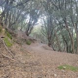 Agua Tibia Full Loop Trail, California - 223 Reviews, Map | AllTrails