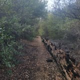 Agua Tibia Full Loop Trail, California - 223 Reviews, Map | AllTrails