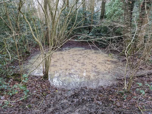 Best Hikes and Trails in Selsdon Wood Nature Reserve | AllTrails