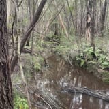 Trachyte Circuit, Queensland, Australia - 226 Reviews, Map | AllTrails