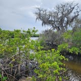 North Anclote River Nature Park Trail, Florida - 191 Reviews, Map ...
