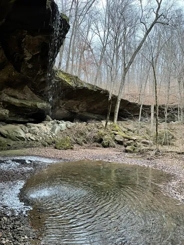 Best Forest Trails in Taswell | AllTrails