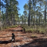 Green Swamp Preserve, North Carolina - 204 Reviews, Map | AllTrails