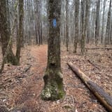 Pine Log Creek Trail, Georgia - 2,250 Reviews, Map | AllTrails