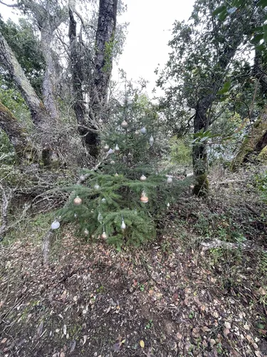 Best Hikes and Trails in Coal Mine Ridge Nature Preserve of Portola ...