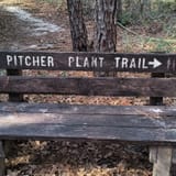 Pitcher Plant Trail, Texas - 239 Reviews, Map | AllTrails