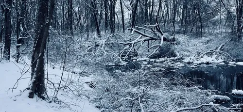 Best Hikes and Trails in Nevers Road Park | AllTrails