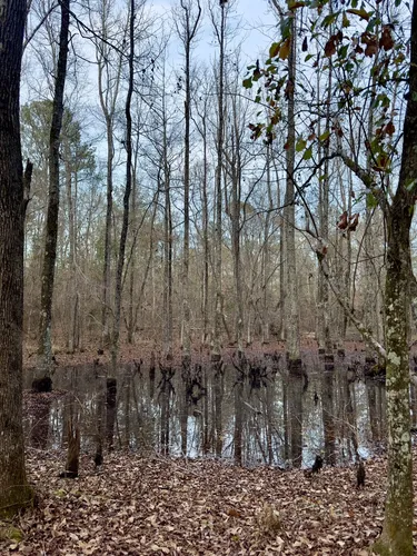 Best Forest Trails In Wetumpka Alltrails