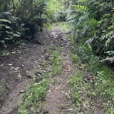 Mount 'Alava Trail, Tutuila, American Samoa - 33 Reviews, Map | AllTrails