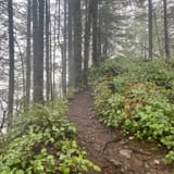 Cedar Butte Trail, Washington - 1,959 Reviews, Map | AllTrails