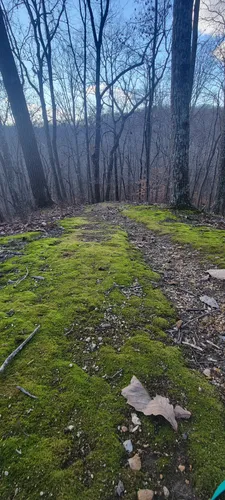 Best Wild Flowers Trails in Eva | AllTrails
