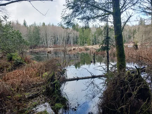 Best Wild Flowers Trails in Port Gamble Forest Heritage Park | AllTrails