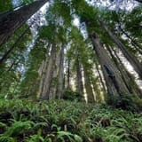 Berry Glen and Lady Bird Grove Trail , California - 390 Reviews, Map ...