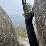 Genoa Peak Walk, Victoria, Australia - 124 Reviews, Map | AllTrails