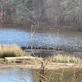 Lake Pine Loop, North Carolina - 1,207 Reviews, Map | AllTrails