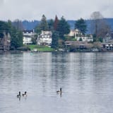 Foster Island Trail, Washington - 595 Reviews, Map | AllTrails