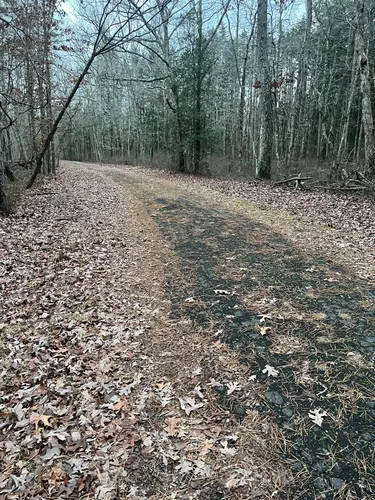 Best Hikes and Trails in Belleplain State Forest | AllTrails