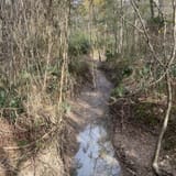 Moon Seed Loop, Louisiana - 381 Reviews, Map | AllTrails