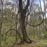 Moon Seed Loop, Louisiana - 378 Reviews, Map | AllTrails