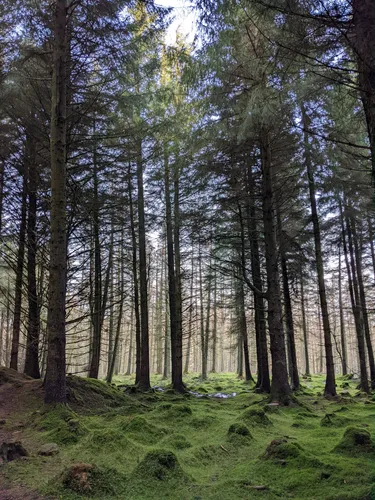 Best Hikes and Trails in Cruagh Wood | AllTrails