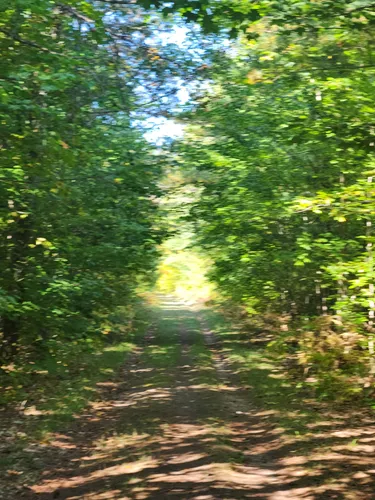 Best Hikes and Trails in Hartwick Pines State Park | AllTrails