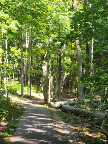 Best Hikes and Trails in Hartwick Pines State Park | AllTrails