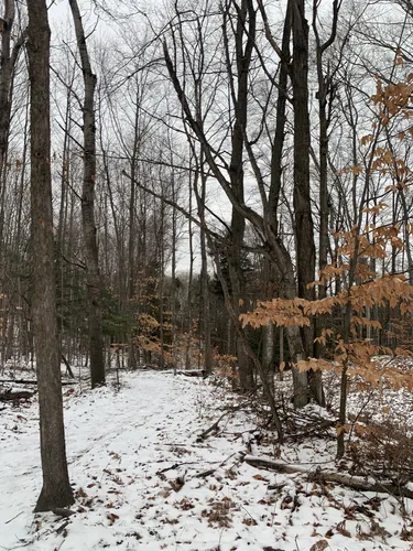 Best Hikes and Trails in Maplehurst Natural Area | AllTrails