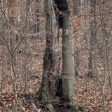 Two Lakes Loop Trail, Indiana - 499 Reviews, Map | AllTrails