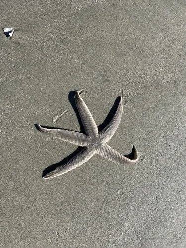 Best Hikes and Trails in Cape Romain National Wildlife Refuge | AllTrails